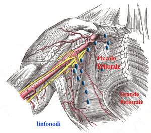 Linfonodi Inguinali Ingrossati Quali Sono Le Cause E I Rischi